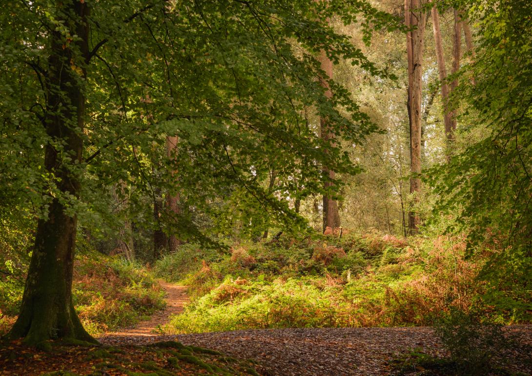 Thorncombe Woods | Talk-Walk-Talk