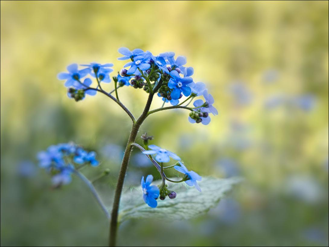 Bath's Parks & Gardens | Talk-Walk-Talk